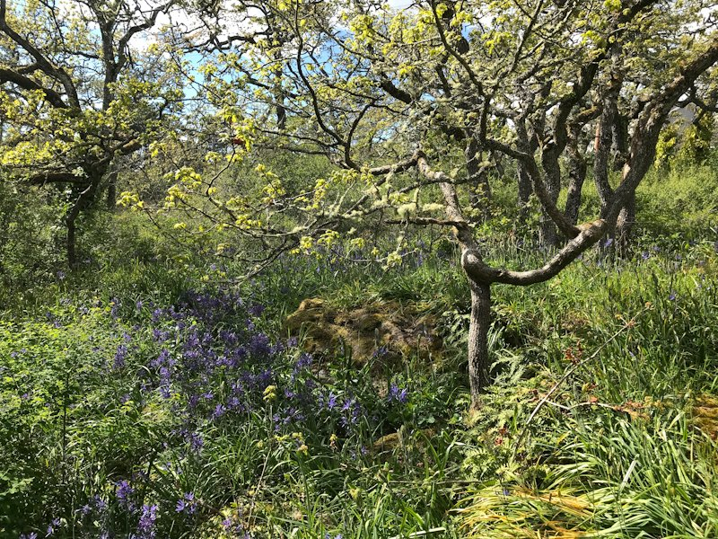 Saanich’s Draft OCP Does not Protect Natural Environment. – CRD Watch ...
